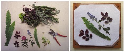 Herbarium Prints Plantophilia