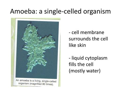 Ppt Cells Powerpoint Presentation Free Download Id 2286009