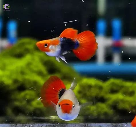 Cá Bảy Màu Koi Đen Short Thủy Sinh Tím