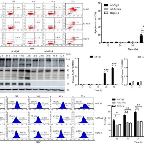 The Apoptotic Effects Of Apoptin On Hepg‐2 Cells Apoptin Significantly