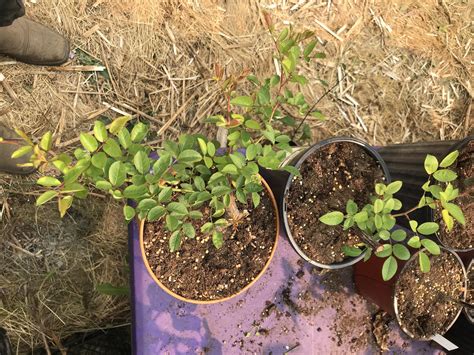 Peggy Martin Rose Cuttings Your Easy Step By Step Guide To Rooting