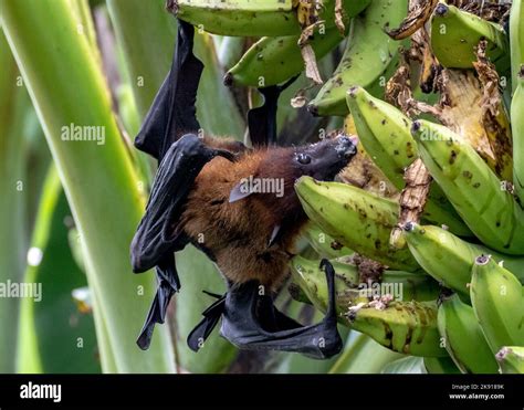 Greater Indian Fruit Bat At Kai Haddon Blog