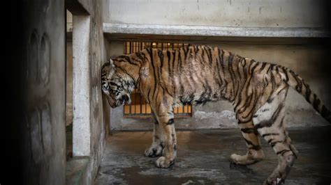 Starving Chained Tigers And Leopards Are Running Out Of Time For
