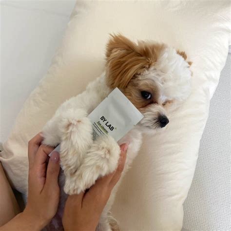 강아지 눈물자국 원인 이유 바이랩아이클리너로 지우기 네이버 블로그