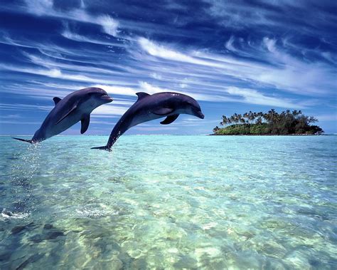 🔥 [70 ] Cute Dolphin Wallpapers Wallpapersafari