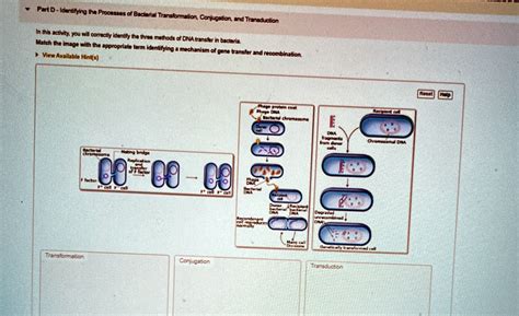 Part D Identifying The Processes Of Bacterial Transformation