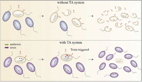 Figure 3 From Applications Of Toxin Antitoxin Systems In Synthetic