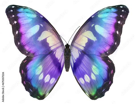 Open Butterfly With Large Symmetrical Wing Span Showing Unique Markings