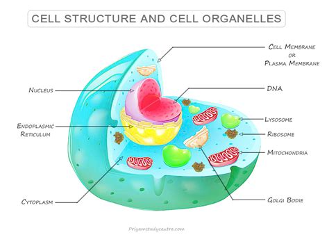 What Structures Inside A Plant Cell Look Like Bacteria