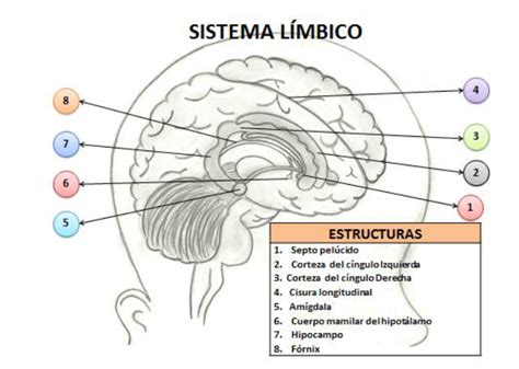 ¿qué Es El Sistema Límbico