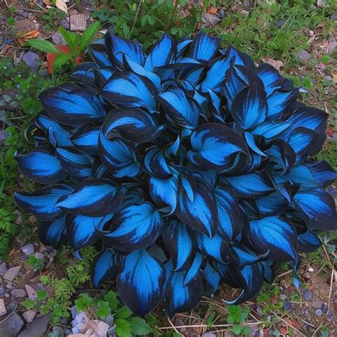 Peacock Flame Hosta Bulbs Etsy