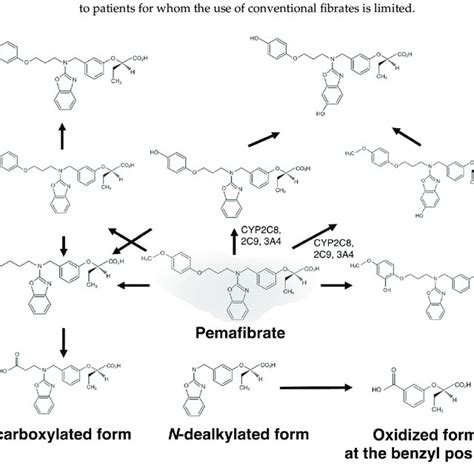 Estimated Metabolic Pathways Of Pemafibrate Download Scientific Diagram