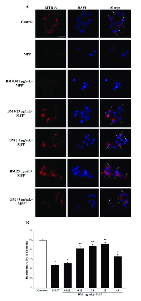 Mitotracker Red Mtr R Fluorescent Cells After Combined Administration Download Scientific