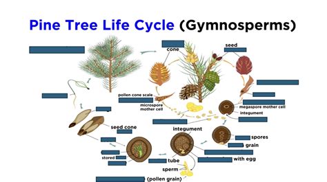 Chapter 26 Seed Plants Diagram Quizlet
