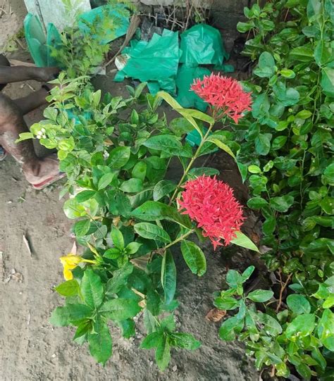 6 Inches Red Rangan Flower Garden Plant Thai Ixora At ₹ 99piece In