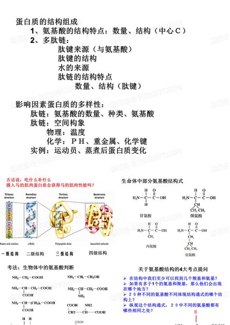 氨基酸肽链ppt模板下载编号qvzkryjw熊猫办公