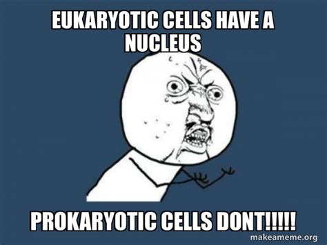 Eukaryotic Cells Have A Nucleus Prokaryotic Cells Dont Y U No