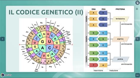 La Biologia Molecolare La Trascrizione E Il Codice Genetico Youtube