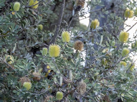 What Native Plants Grow In Clay Australian Native Plants Society