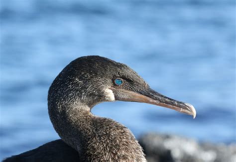 Flightless Cormorant Swimming