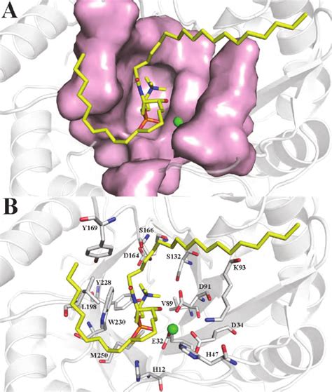 Binding Mode Of Sphingomyelin In Smase D I [a] Surface Representation Download Scientific