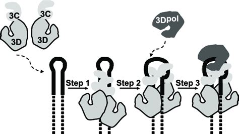 Assembly And Organization Of The Picornavirus Vpg Ribonucleoprotein