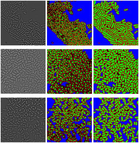 Example Results Of Distance Transform Based Procedure Original Images