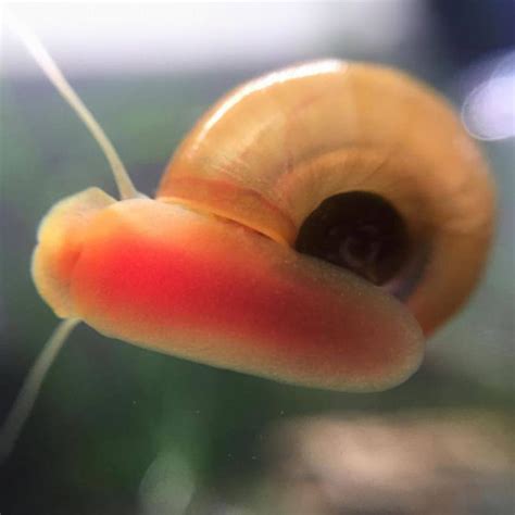 Ramshorn Snails Ramshorn Snails For Sale Online