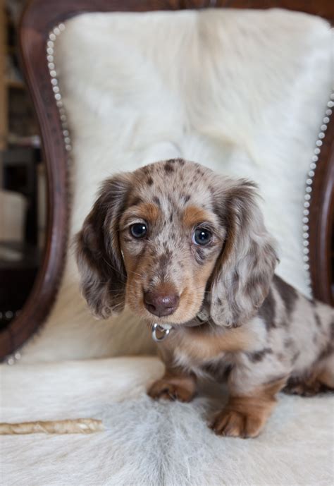 Her First Official Portrait At 3 Months Dachshund Puppies Dachshund