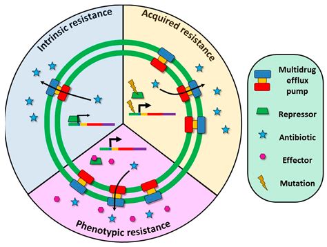 Bacterial Multidrug Efflux Pumps Much More Than Antibiotic Resistance