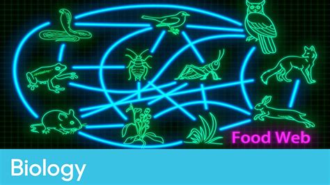 Decomposer Biology Definition Marine Food Webs — Science Learning