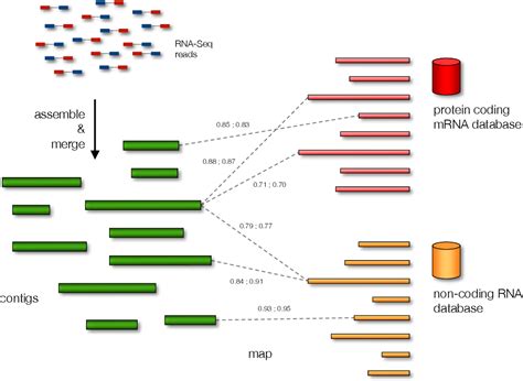 Figure 41 From Classification Of Coding And Non Coding Rna In Rna Seq