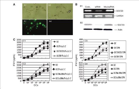 Socs3 Inhibits The Stimulation Of Bmdc Antigen Presentation By Both