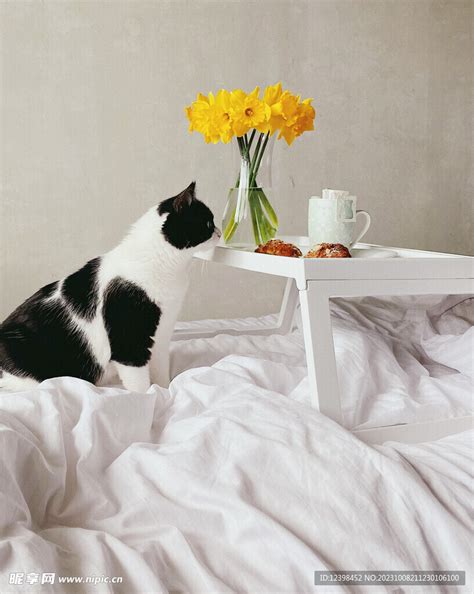 黑白花猫摄影图家禽家畜生物世界摄影图库昵图网