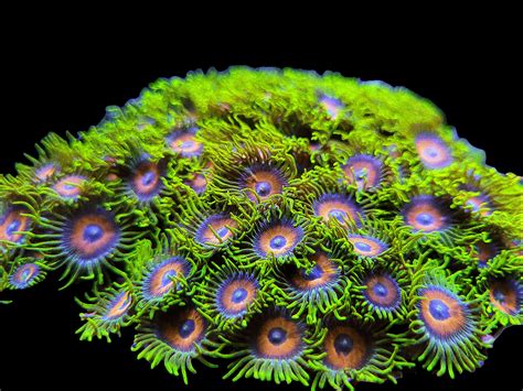 Super Saiyan Zoanthids Aquatic Oasis Reefing