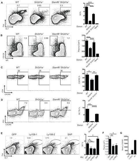 The Receptor Ly108 Functions As A Sap Adaptor Dependent On Off Switch For T Cell Help To B Cells