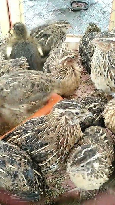 Teetar Cute Bater Birds Short Youtube