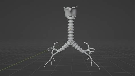 Respiratory System 3d Model Cgtrader