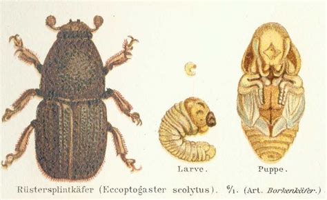 Scolytus Alchetron The Free Social Encyclopedia
