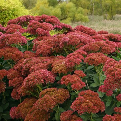 Sedum Plants