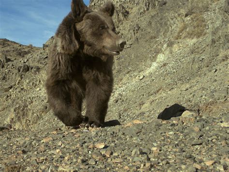 Gobi Bear Understanding The Most Elusive Bear In The World Bears