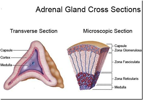 Difference Between Adrenal Cortex And Adrenal Medulla