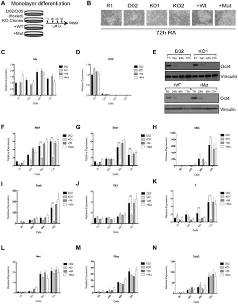 A Scheme Of Esc Differentiation Samples Were Taken 24 48 And 72