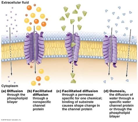Membrane Transport Ch4 Flashcards Quizlet
