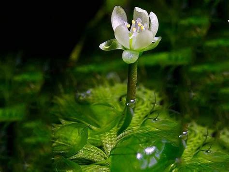 Waterwheel Plant Aldrovanda Vesiculosa Carnivorous Plant Resource
