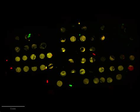 Ashlar For Czi Zeiss File Usage And Issues Imagesc Forum