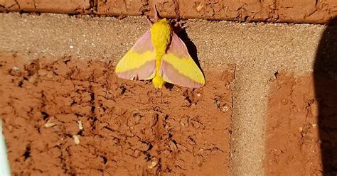 Some Bug Shots From My Phone A Cat And A Band Points If You Can Spot The Wolf Spider Album