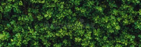 Dense Soft Grass Texture In Deep Green With Subtle Lighting From A Top