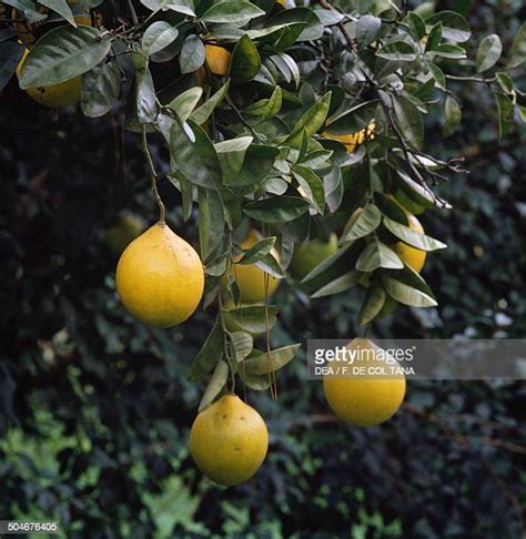 Shaddock Fruit Photos And Premium High Res Pictures Getty Images