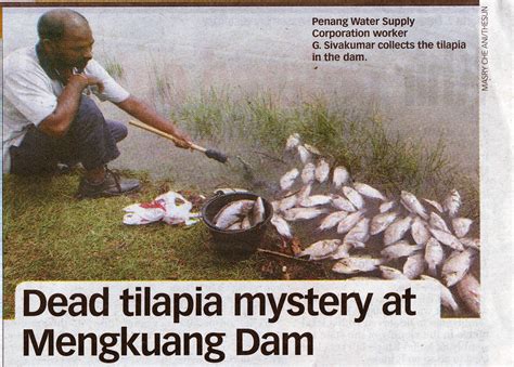 Fish Mass Mortality Who To Blame Gardens Of Water